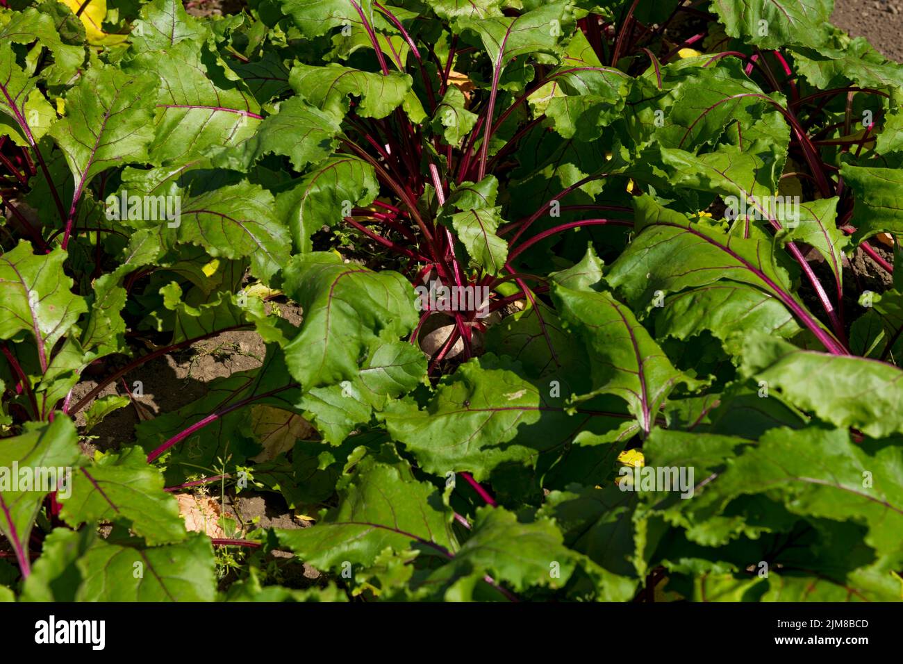 Early sowing crop of Beetroot boltardy beta vulgaris plants growing in ...