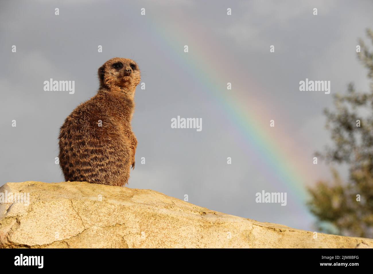 meerkat in a zoo in france Stock Photo - Alamy