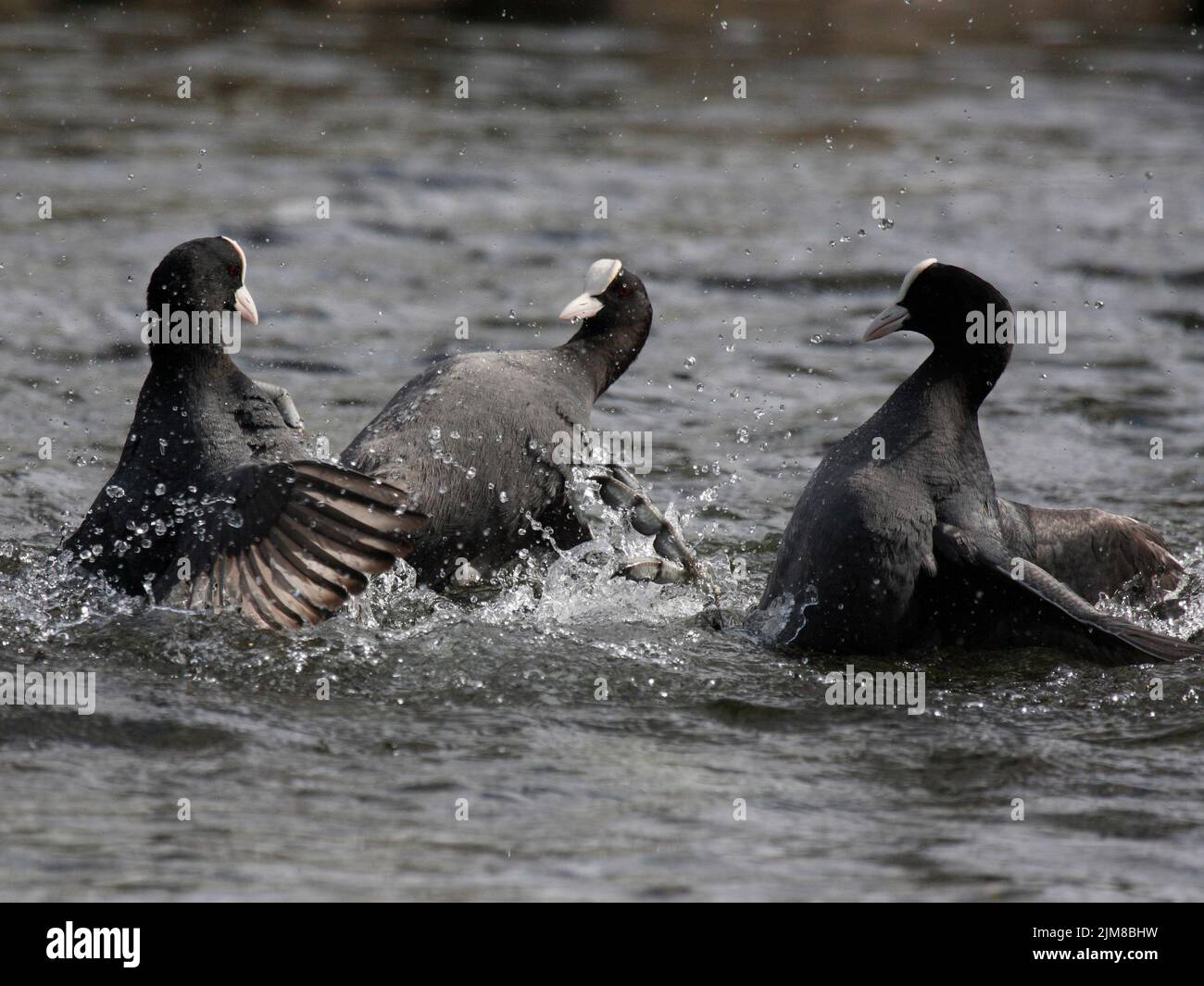 Coots bird hi-res stock photography and images - Alamy
