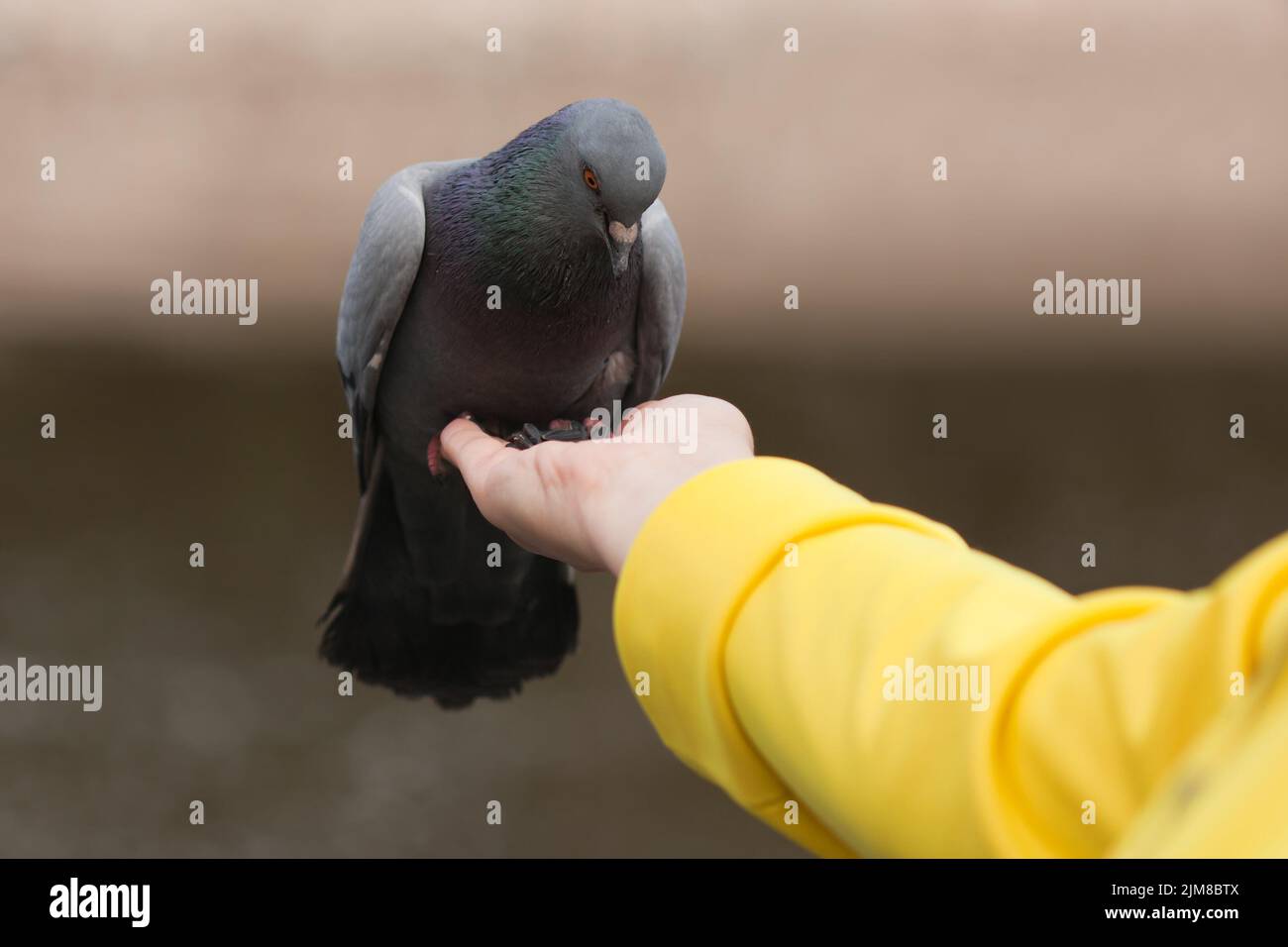 Human feeding pigeon dove Stock Photo - Alamy