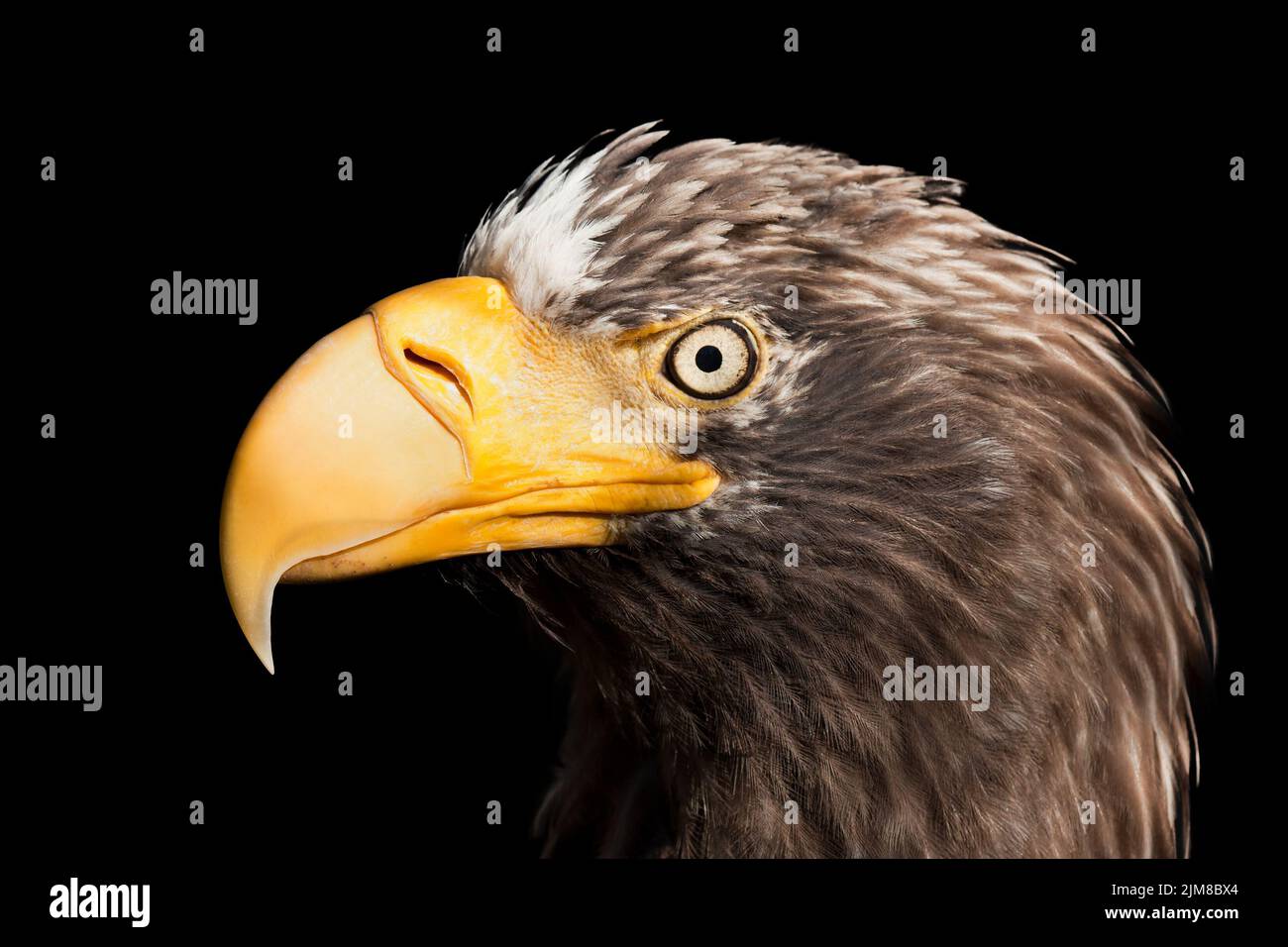 Serious bird hi-res stock photography and images - Alamy