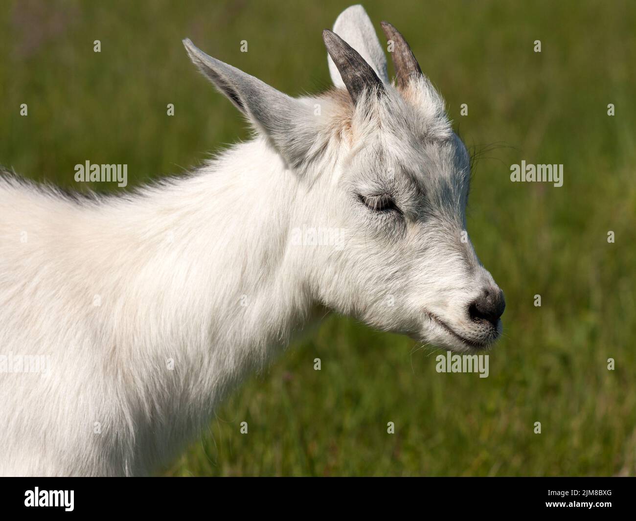 Moving goat hi-res stock photography and images - Alamy