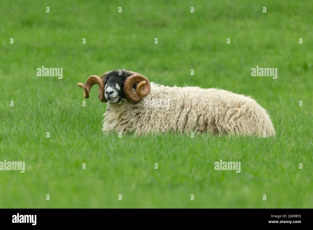Dalesbred Ram with magnificent horns, lying down and chewing the lush ...