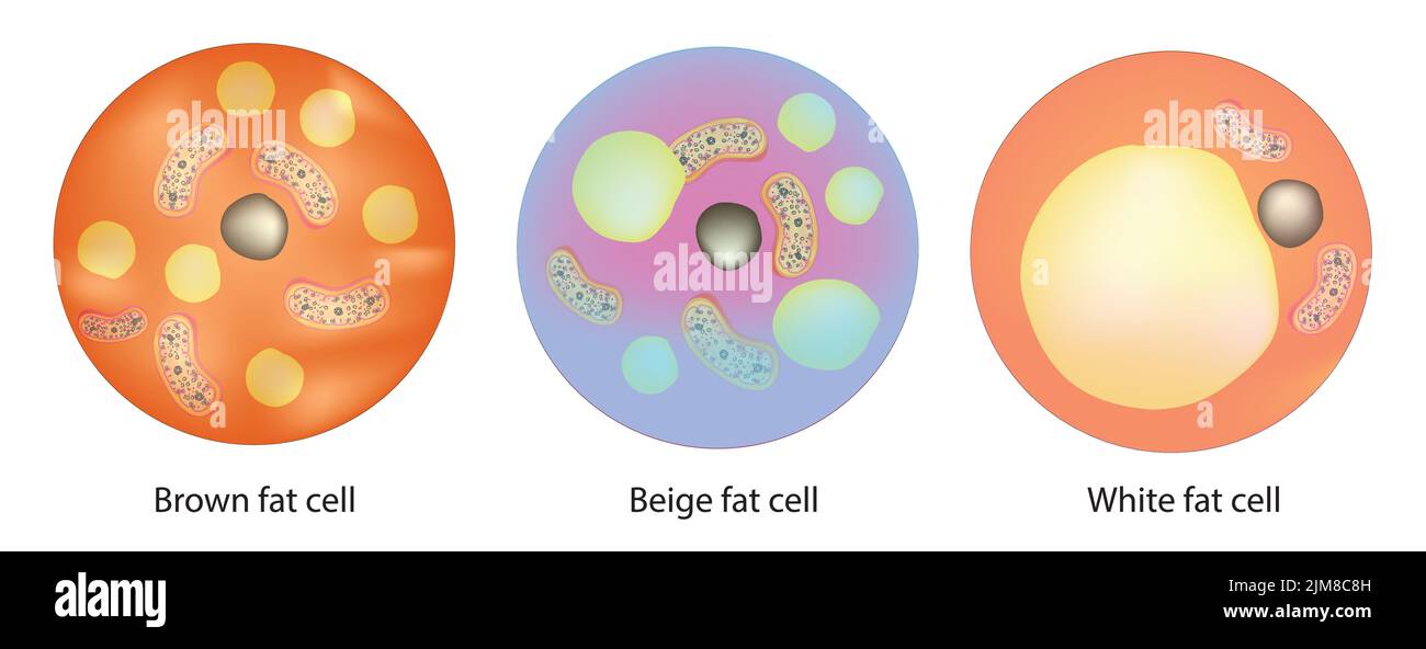 Labeled Fat Cell