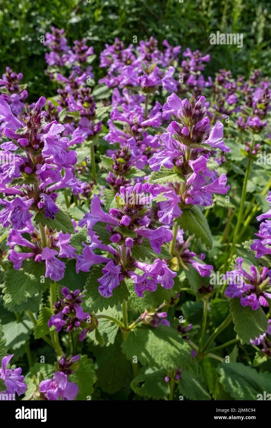 Close up of betonica stachys macrantha purple mauve flowers flowering ...