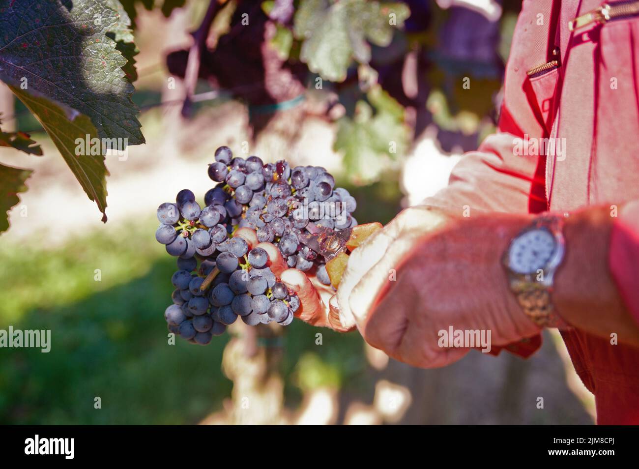 Cutting Wine Grapes Stock Photo - Alamy