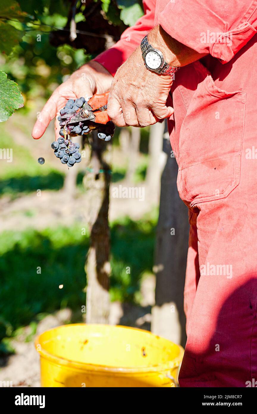 Man worker collecting grapes hi-res stock photography and images - Alamy