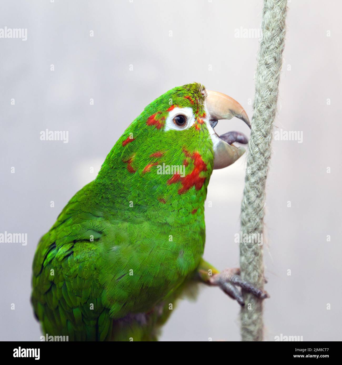 Cute white parrot at zoo hi-res stock photography and images - Alamy