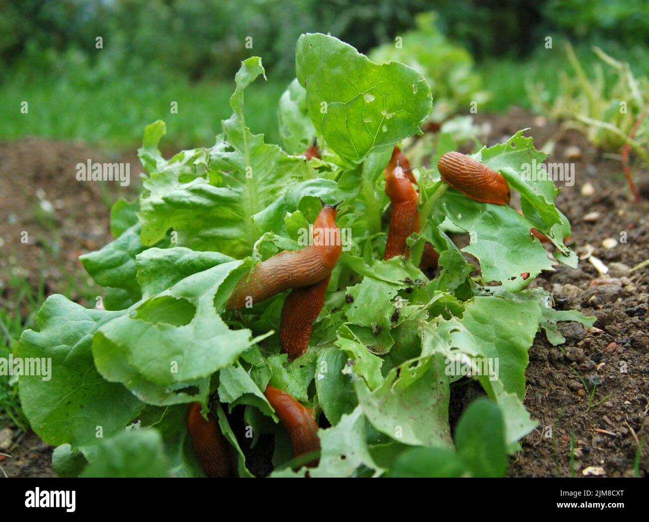 Nature invasion hi-res stock photography and images - Alamy