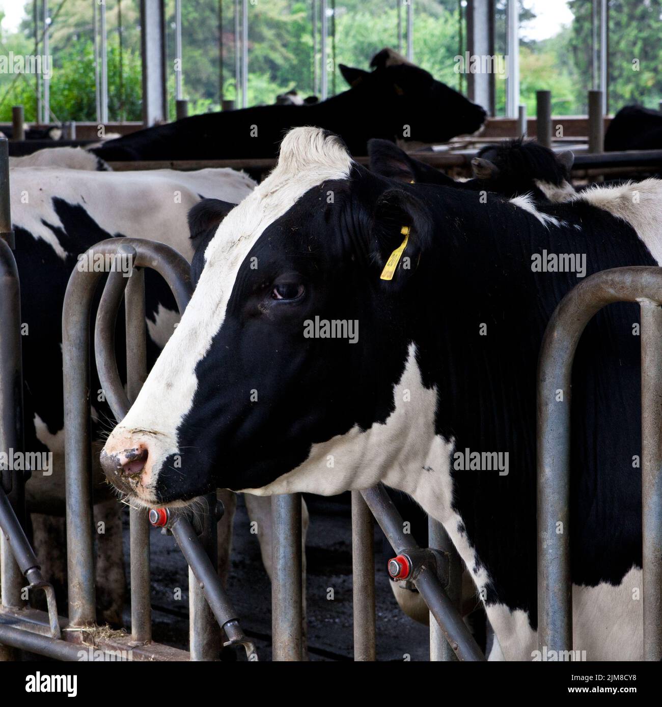 The dairy cows life in a farm. animal cow farm Stock Photo - Alamy