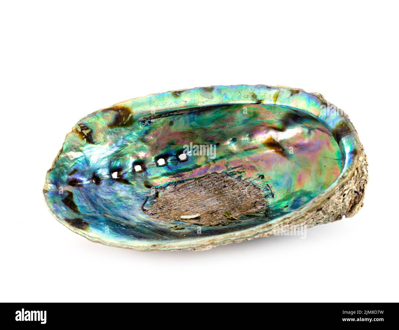 shell of abalone in front of white background Stock Photo - Alamy