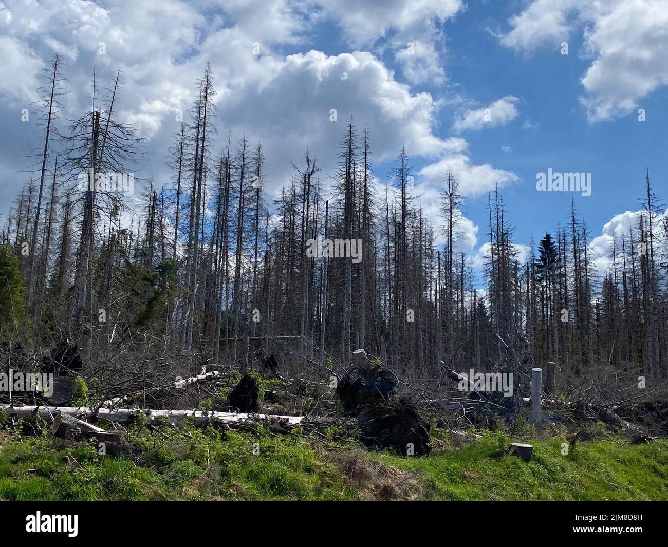 Acid forest hi-res stock photography and images - Alamy