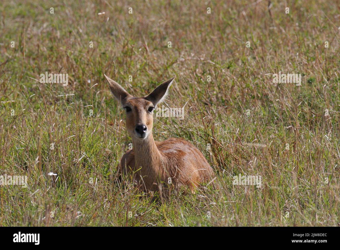Reedbuck kenya hi-res stock photography and images - Alamy