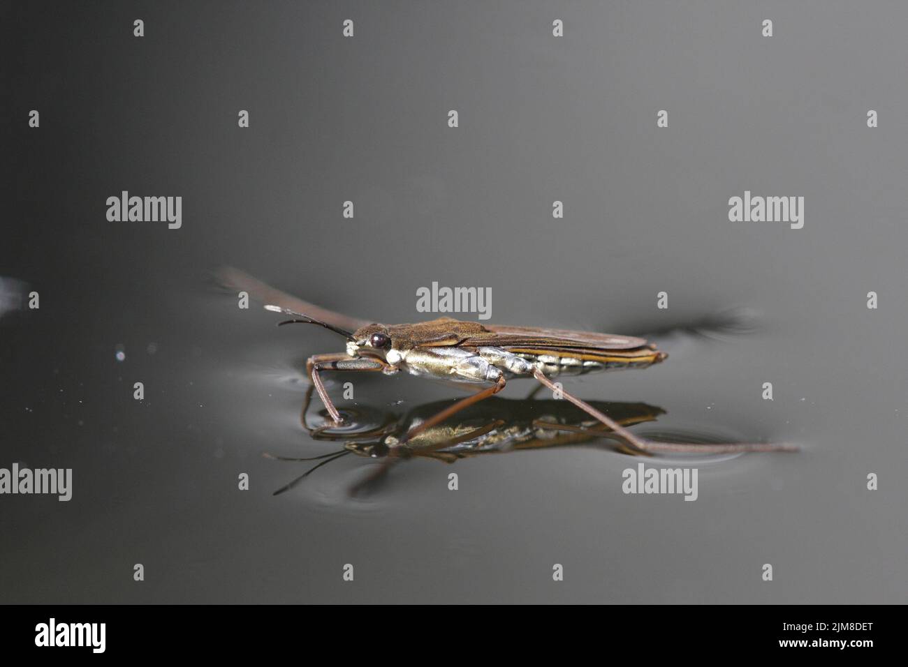 Water strider hi-res stock photography and images - Alamy