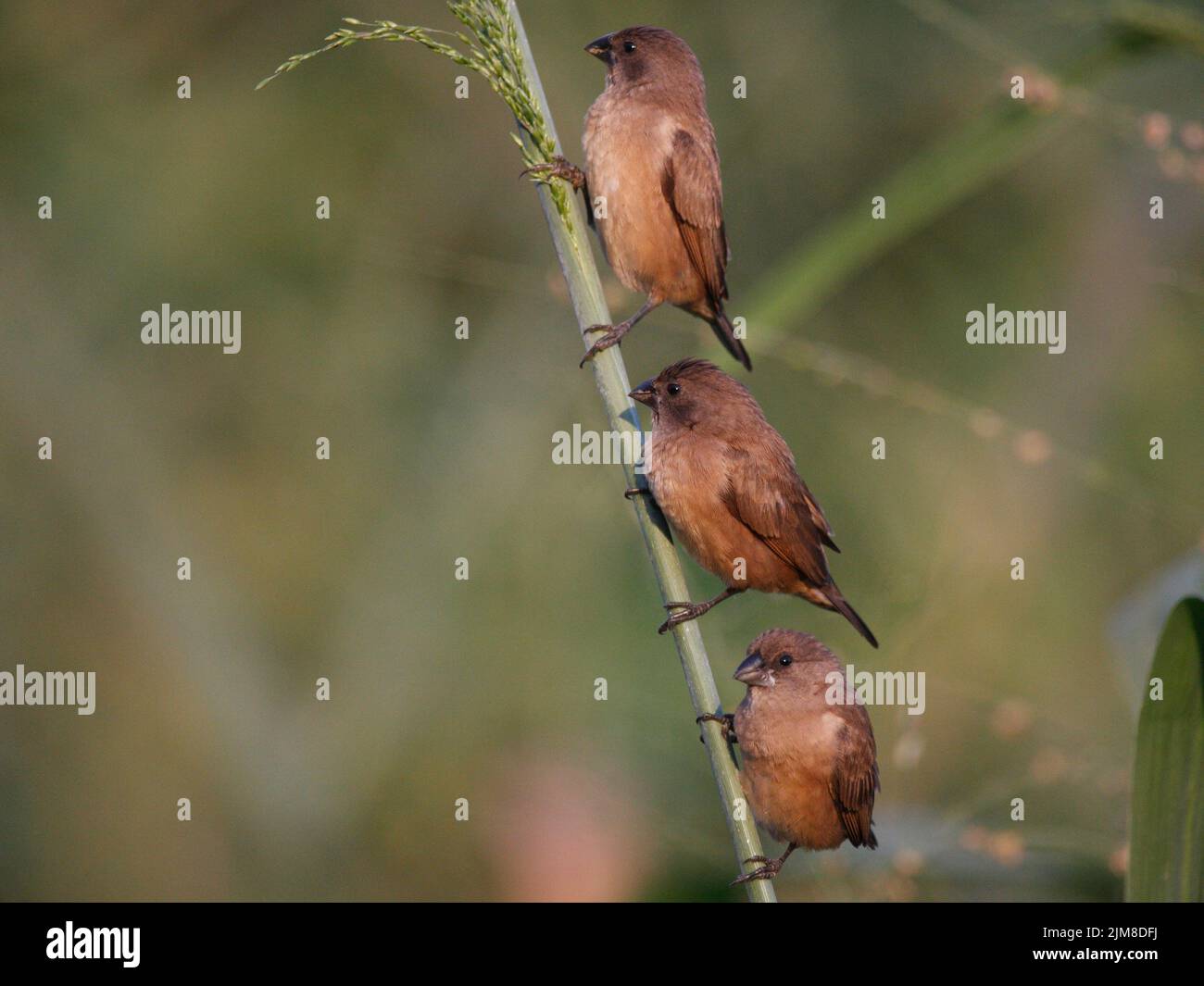 African sparrow hi-res stock photography and images - Alamy