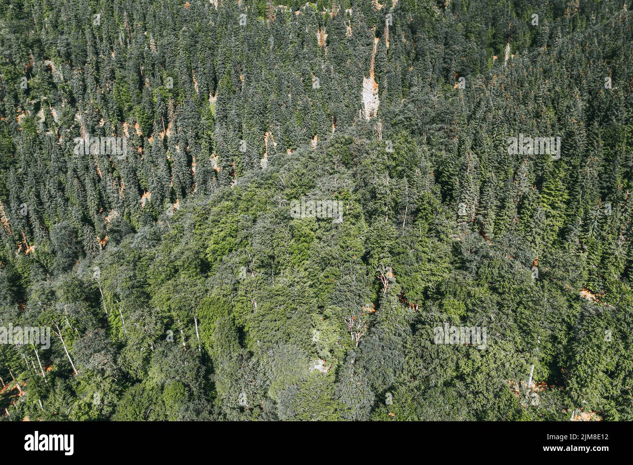 Top down view forest woodland hi-res stock photography and images - Alamy