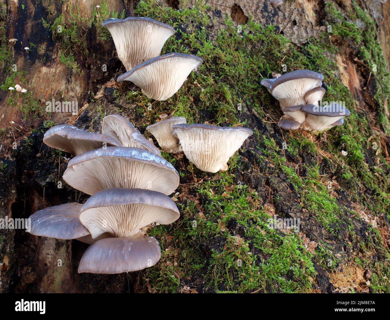 Oyster mushroom - Pleurotus ostreatus Stock Photo - Alamy