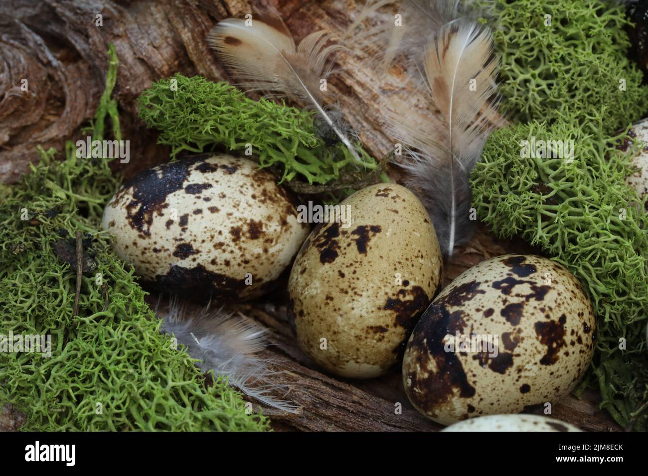 quail eggs pattern on natural background with moss Stock Photo - Alamy