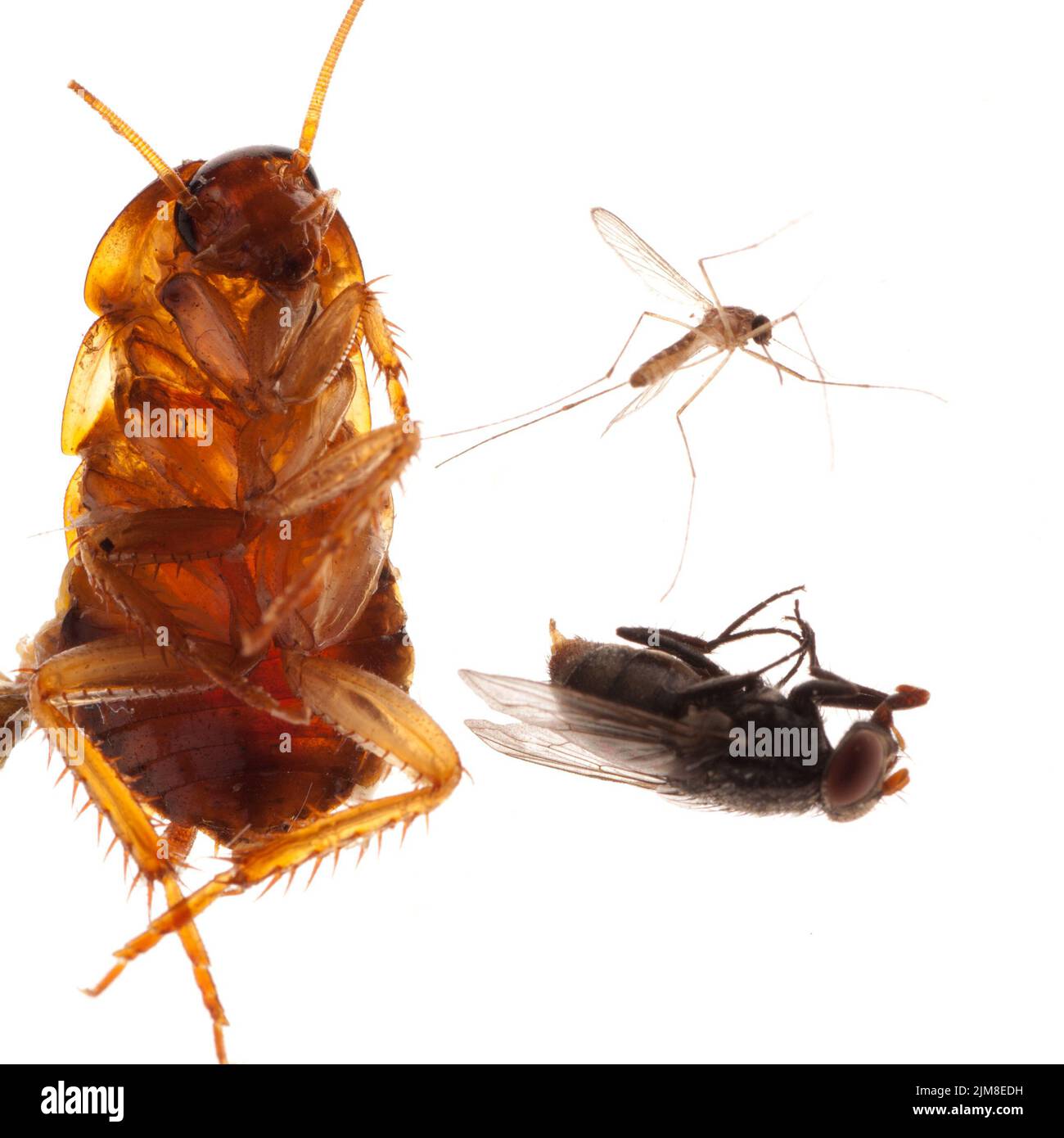 House pest bug Stock Photo - Alamy
