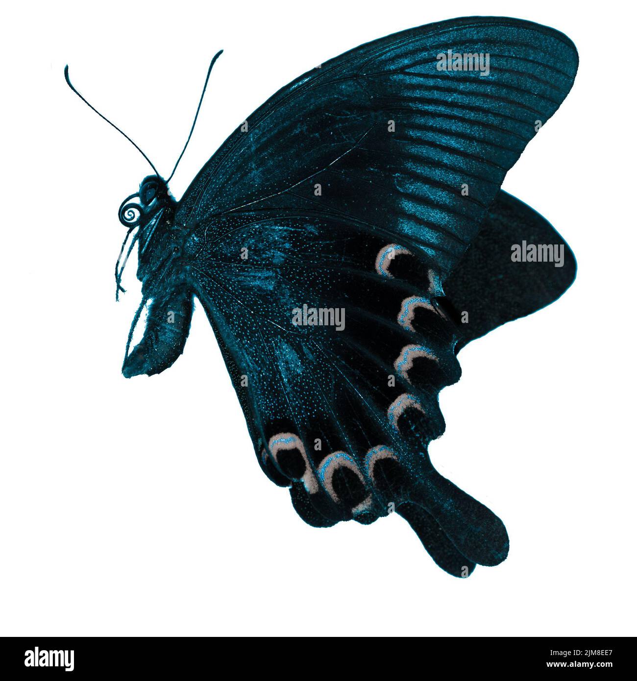 Butterfly red wing detail Cut Out Stock Images & Pictures - Alamy