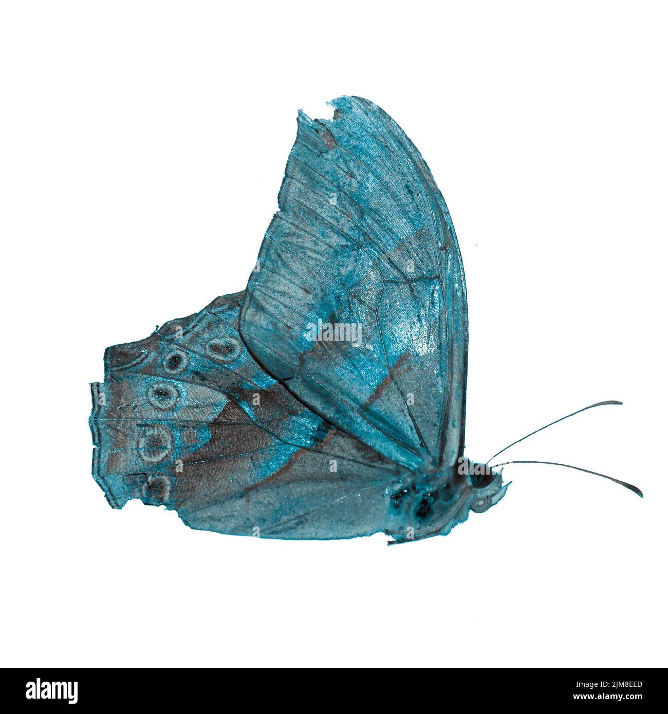 Butterfly wing macro Cut Out Stock Images & Pictures - Alamy