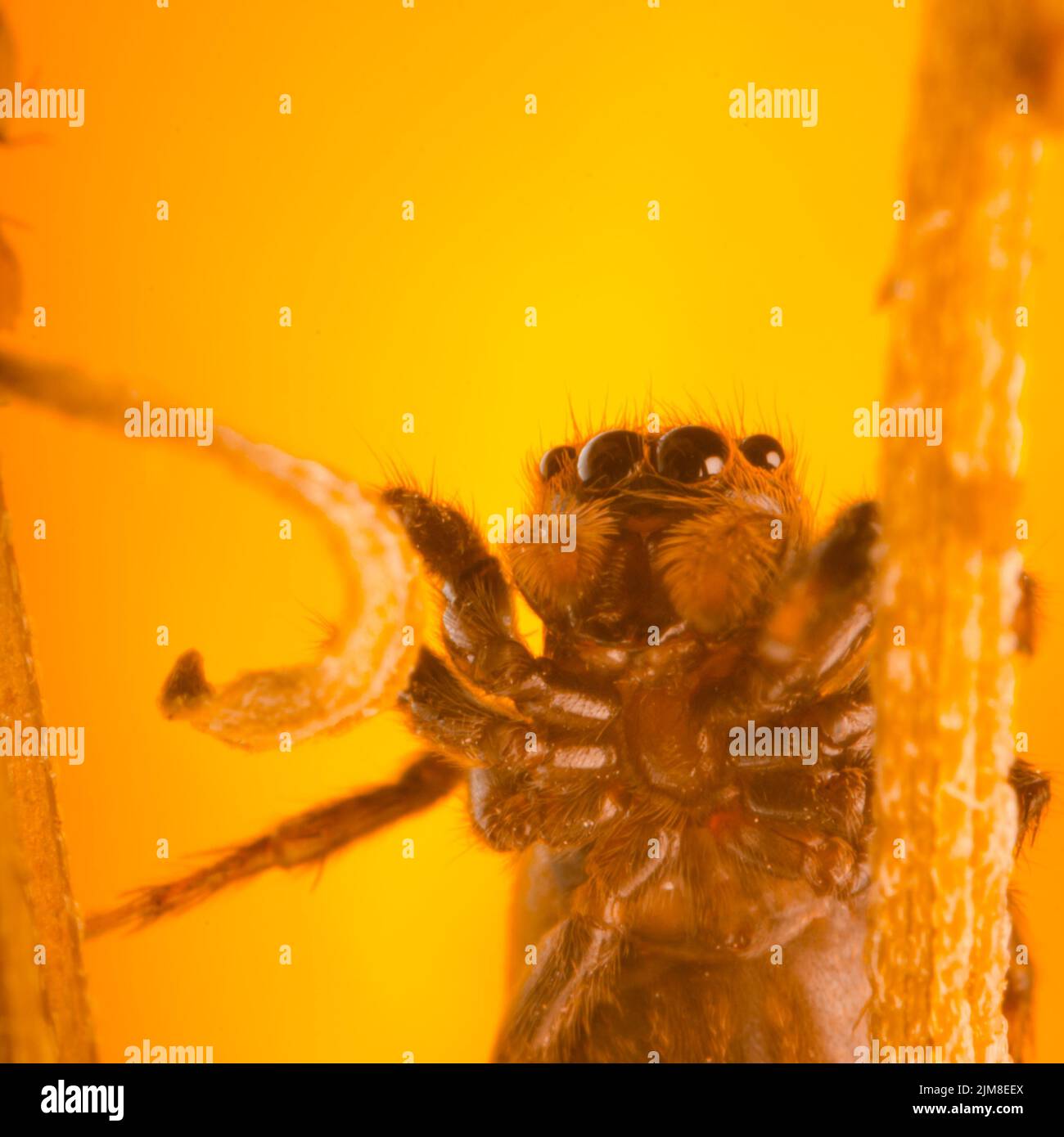 Big green jumping spider hi-res stock photography and images - Alamy