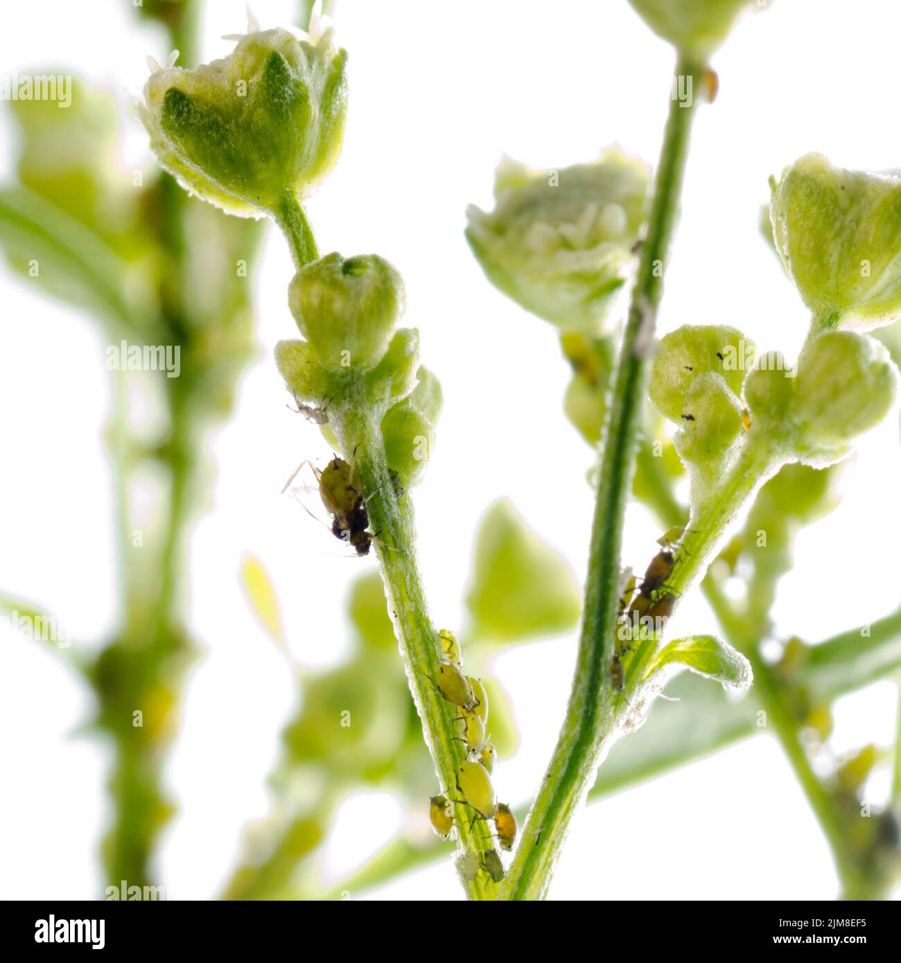 The outdoor insect Cut Out Stock Images & Pictures - Alamy