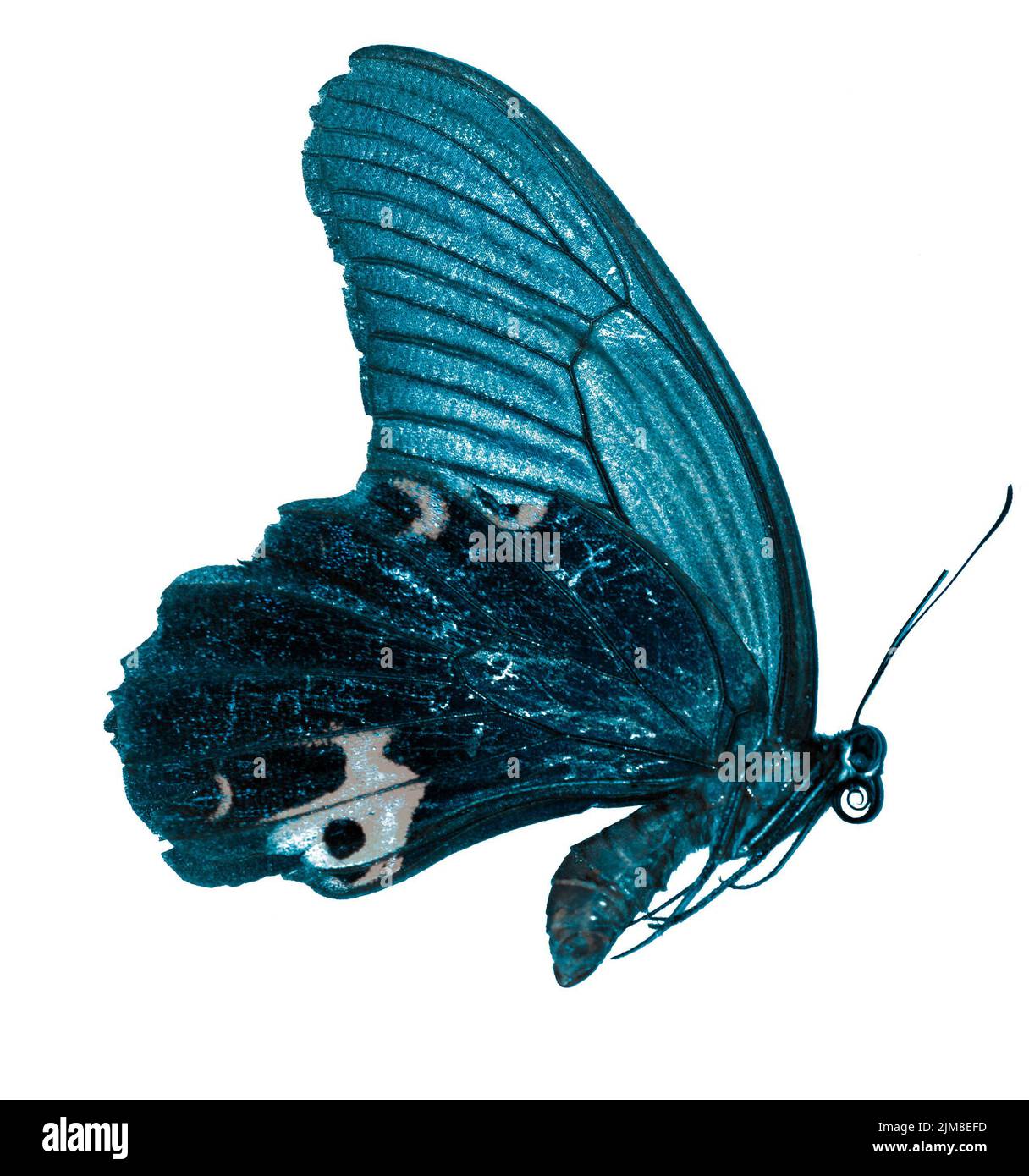 Macro image beautiful butterfly Cut Out Stock Images & Pictures - Alamy