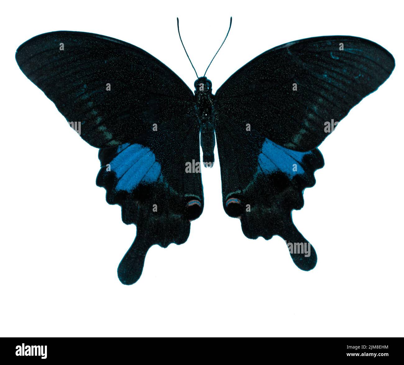Image bright butterfly wings hi-res stock photography and images - Alamy
