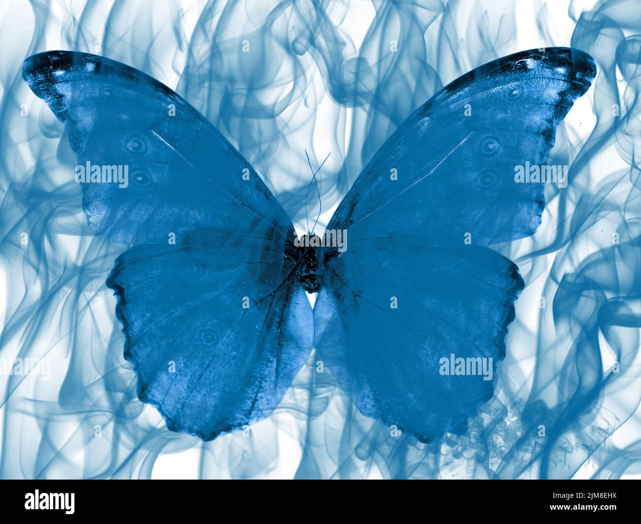Butterfly flying set hi-res stock photography and images - Alamy