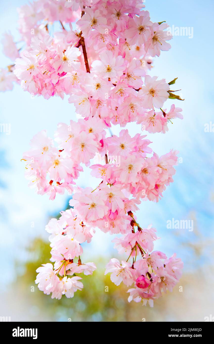Sakura flowers blooming. Beautiful pink cherry blo Stock Photo - Alamy