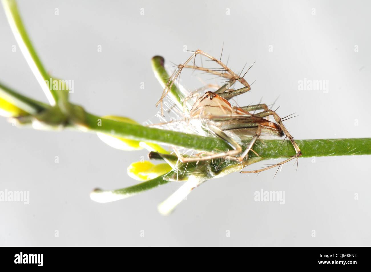 Spider protect egg case Stock Photo - Alamy