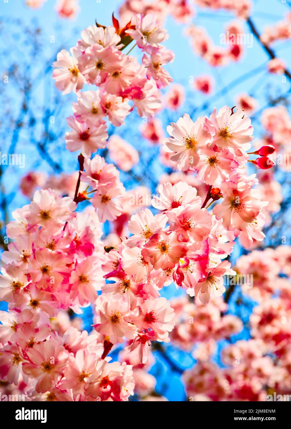 The blo hi-res stock photography and images - Alamy