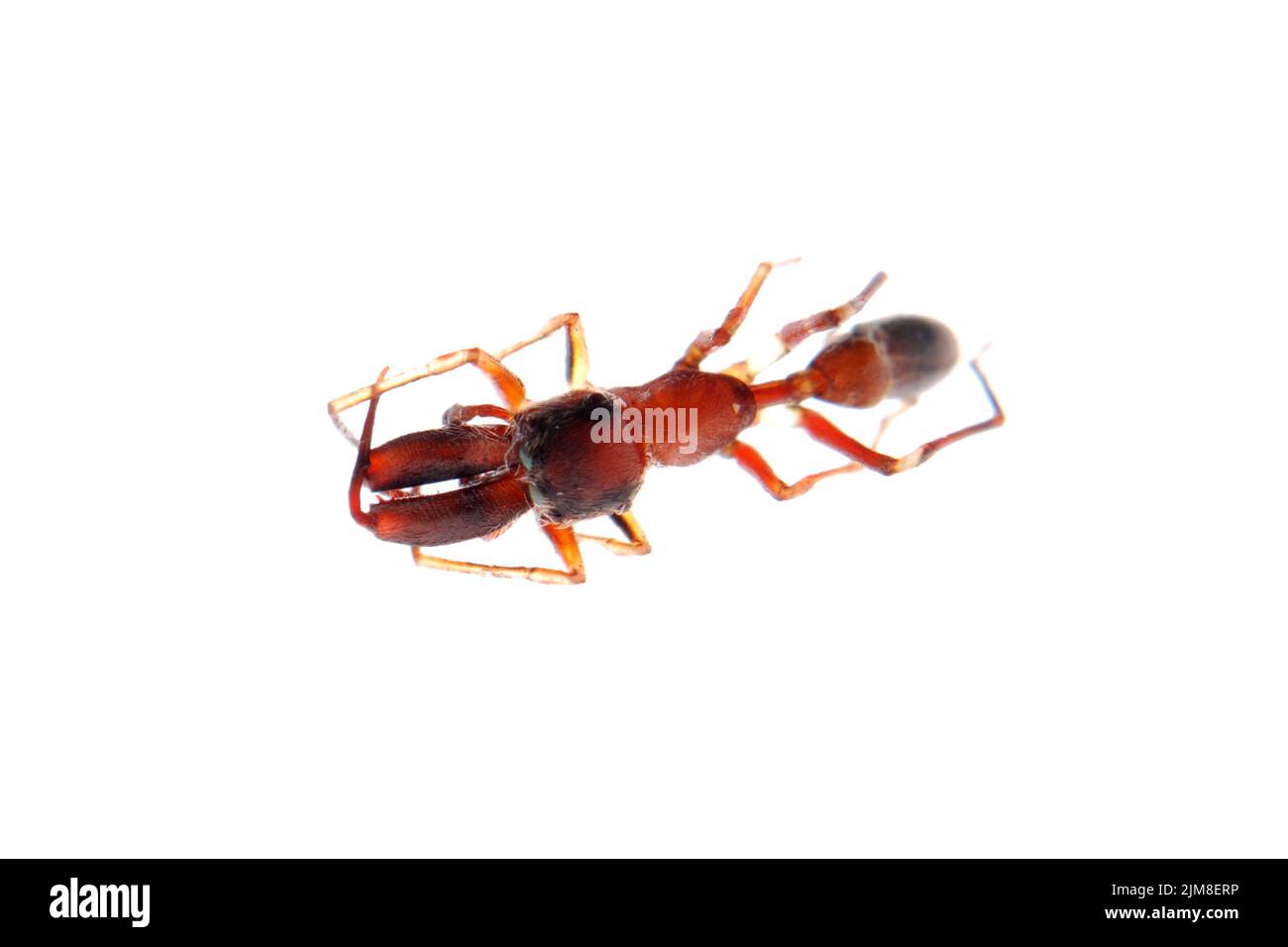Ant mimic spider myrmarachne Stock Photo - Alamy
