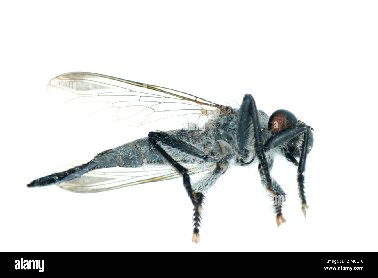 Black fly spray Cut Out Stock Images & Pictures - Alamy