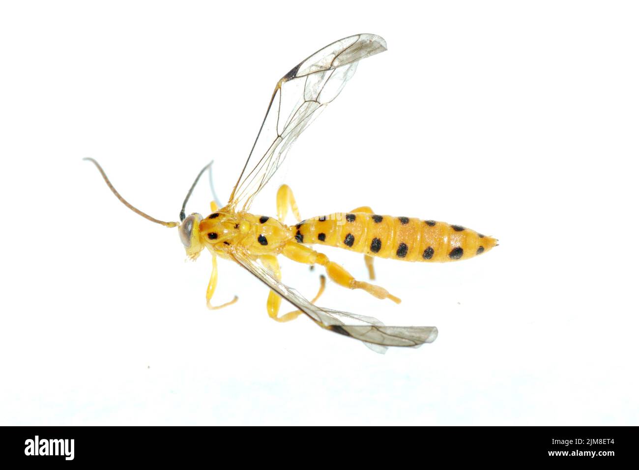 Yellow jacket wasp stinger hi-res stock photography and images - Alamy
