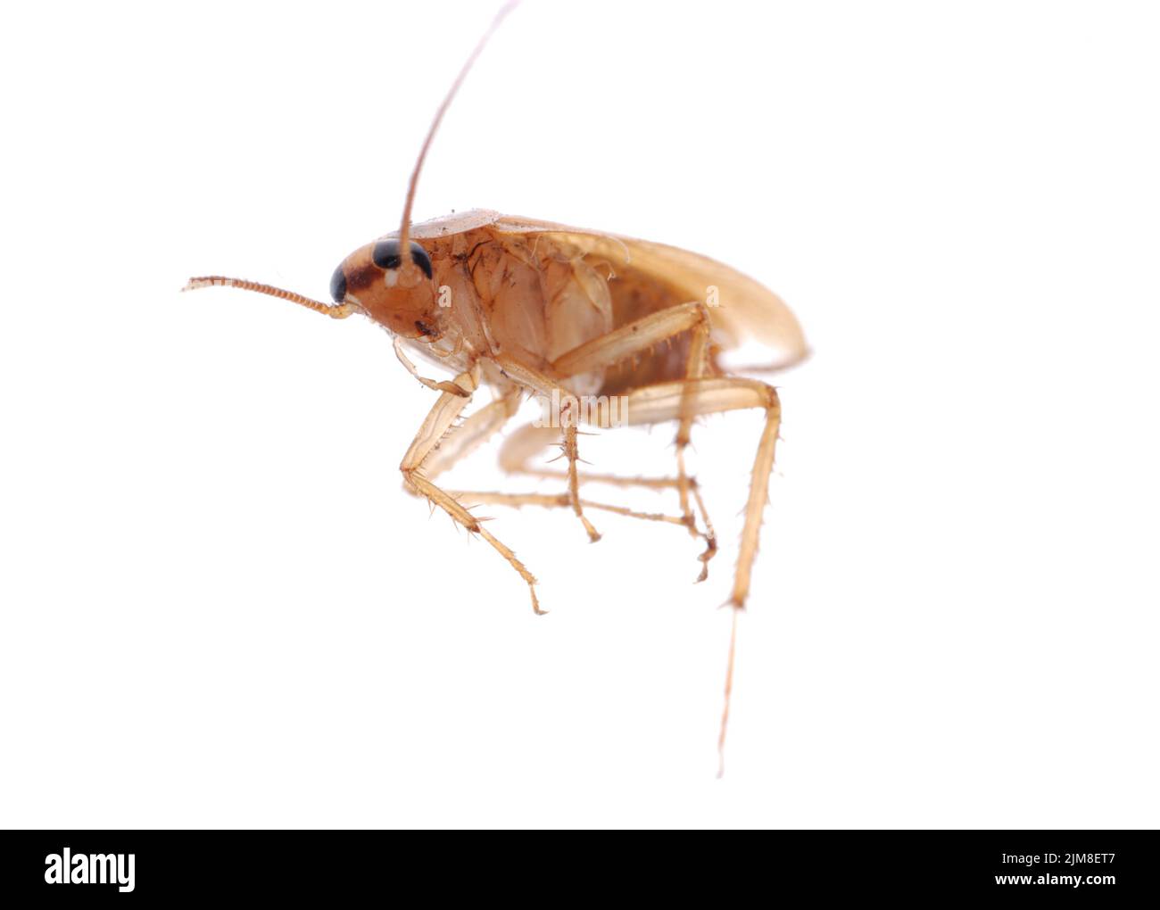 German cockroach isolated Stock Photo - Alamy