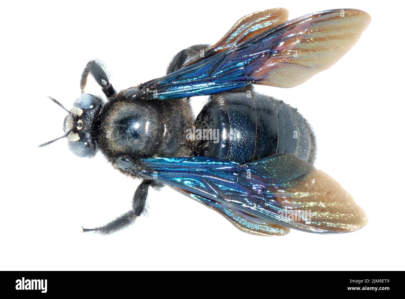 Bee insect wings closeup Cut Out Stock Images & Pictures - Alamy