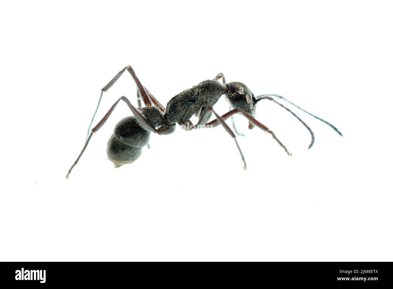 Insect ant macro isolated Stock Photo - Alamy