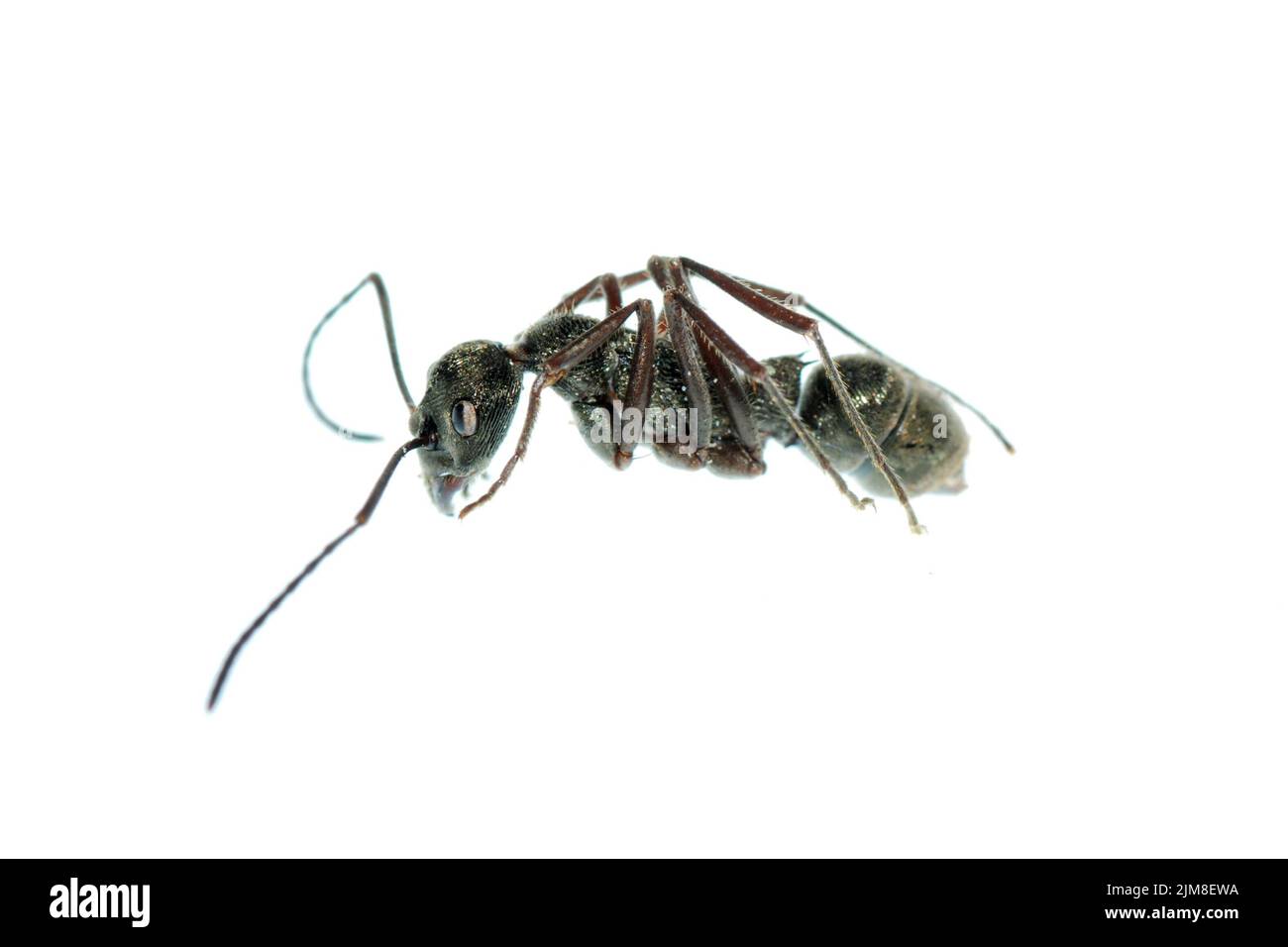 Macro closeup shot eye Cut Out Stock Images & Pictures - Alamy