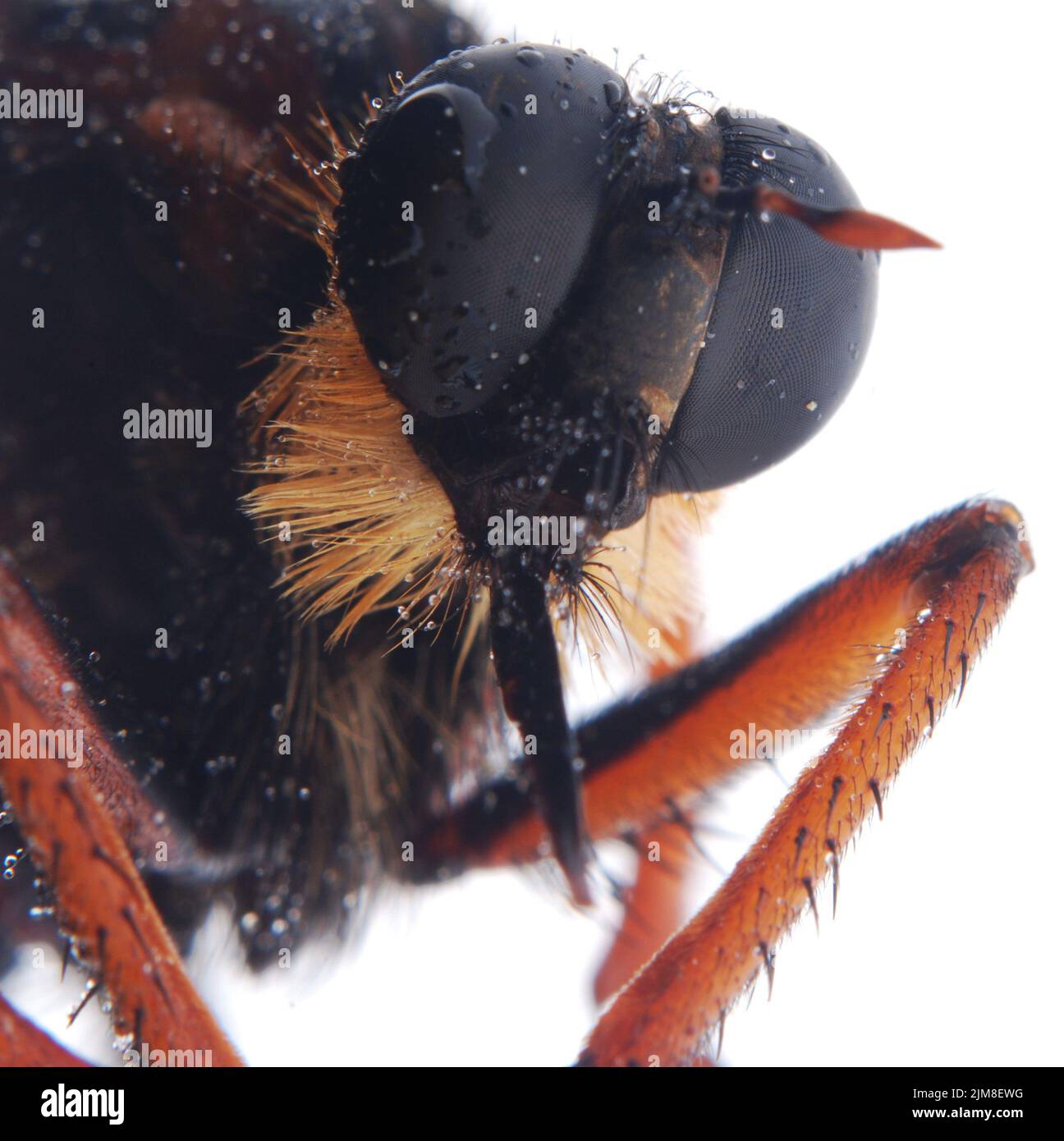 Robber fly isolated Stock Photo - Alamy