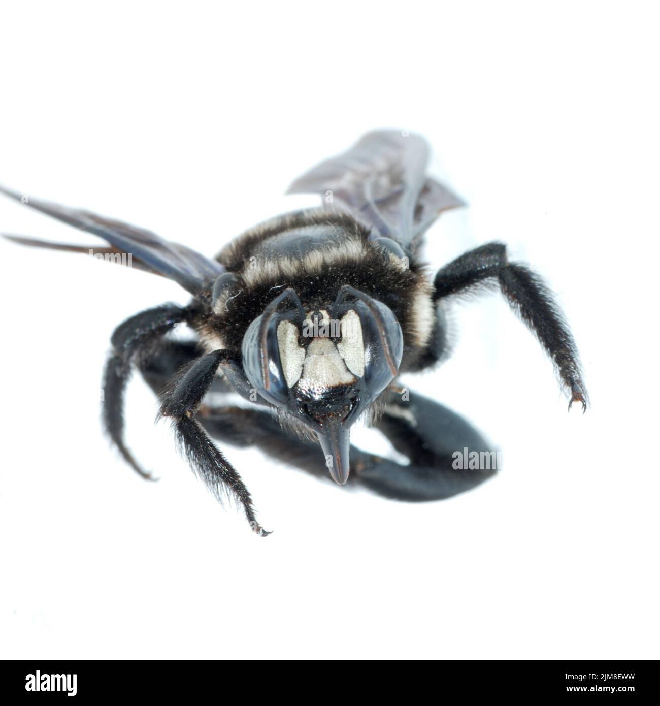 Very humble animal hi-res stock photography and images - Alamy