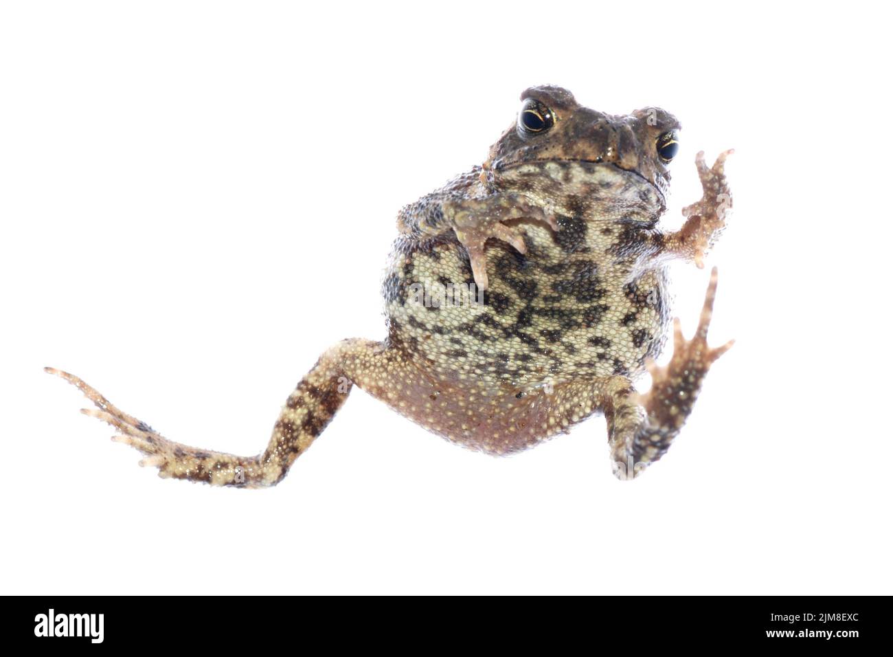 Animal toad frog Stock Photo - Alamy