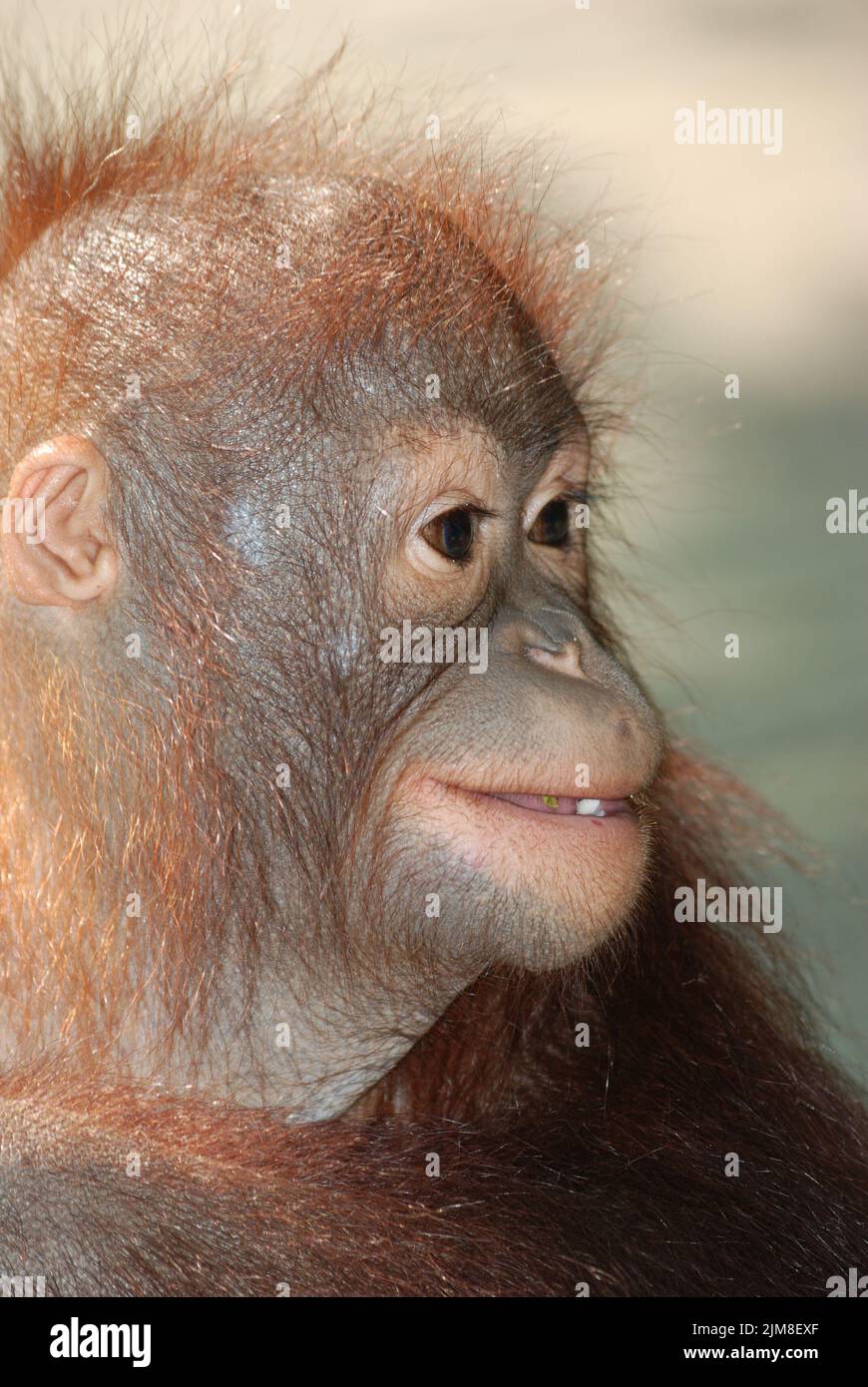 Animal monkey ape portrait face Stock Photo - Alamy