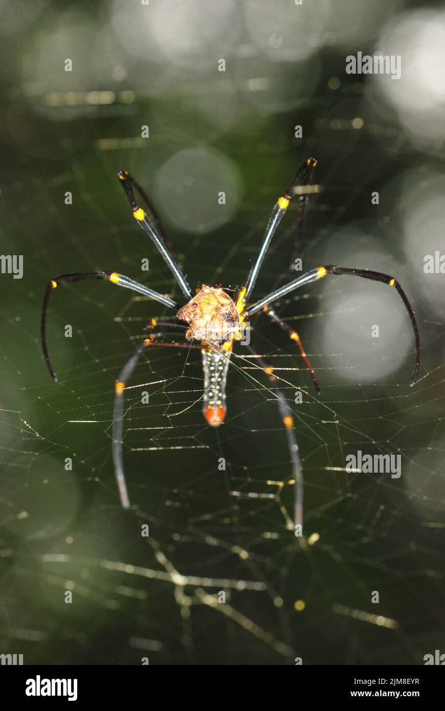 Pet spider inside hi-res stock photography and images - Alamy