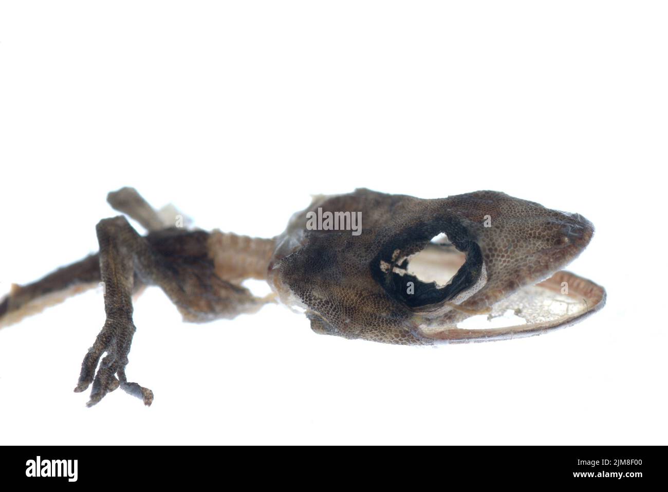 Skull dead hi-res stock photography and images - Alamy