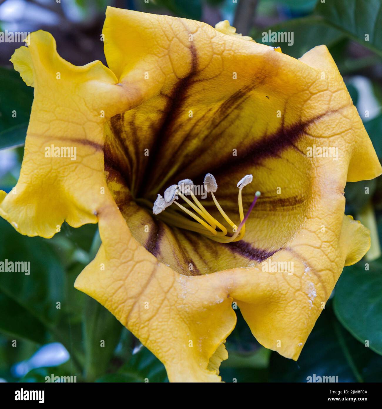 Flower of madeira hi-res stock photography and images - Alamy