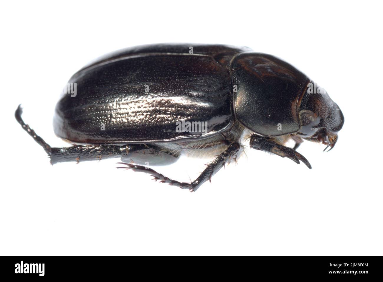 Black scarab beetle Stock Photo - Alamy