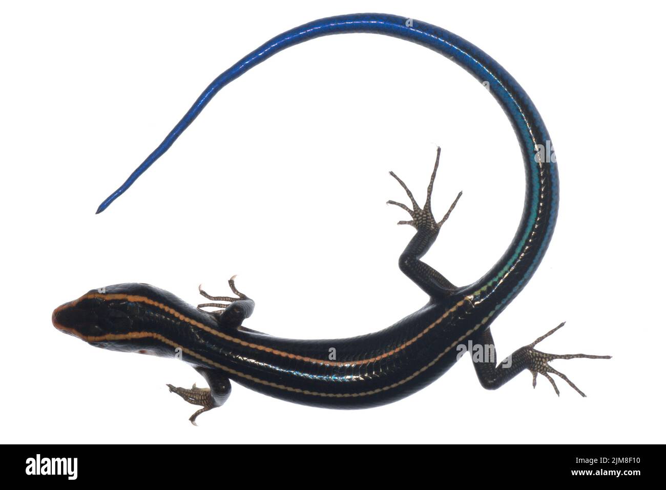 Blue tail skink lizard Stock Photo - Alamy