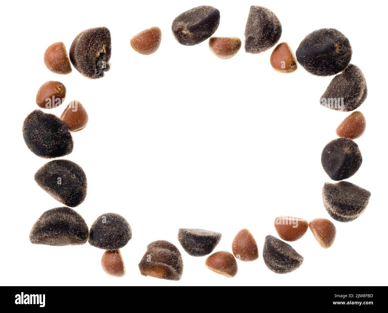 Morning glory seed frame Stock Photo - Alamy